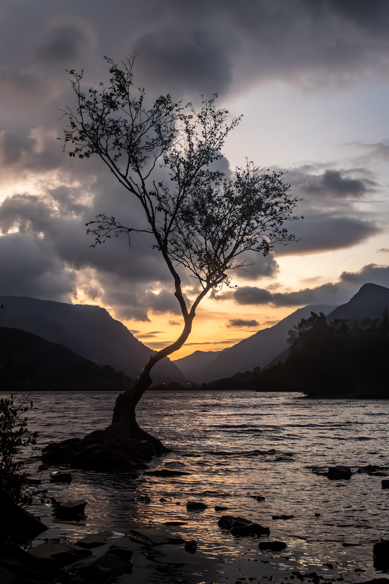 Llyn Padarn Lonley Tree - One Man