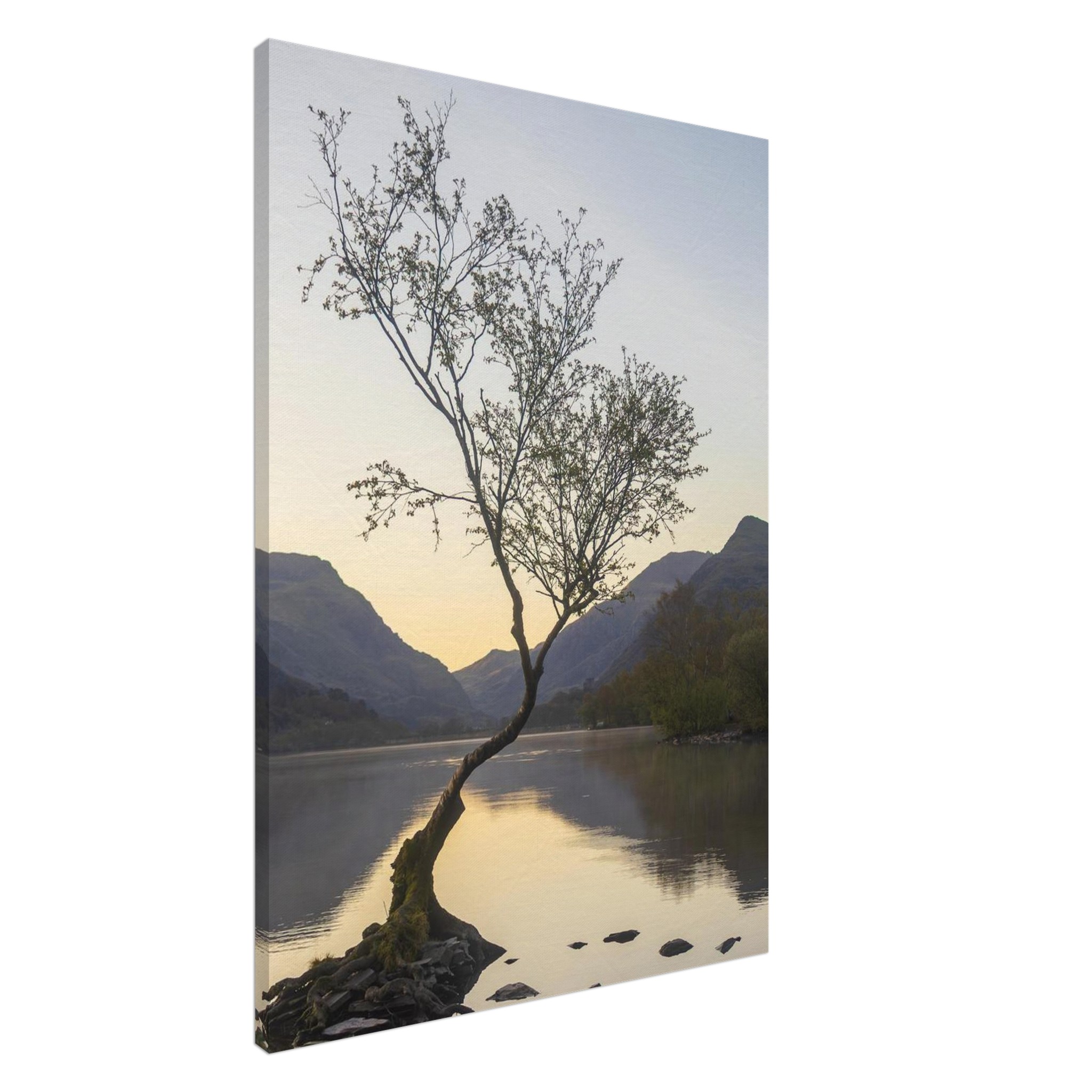 Lonley Tree Sunset - One Man